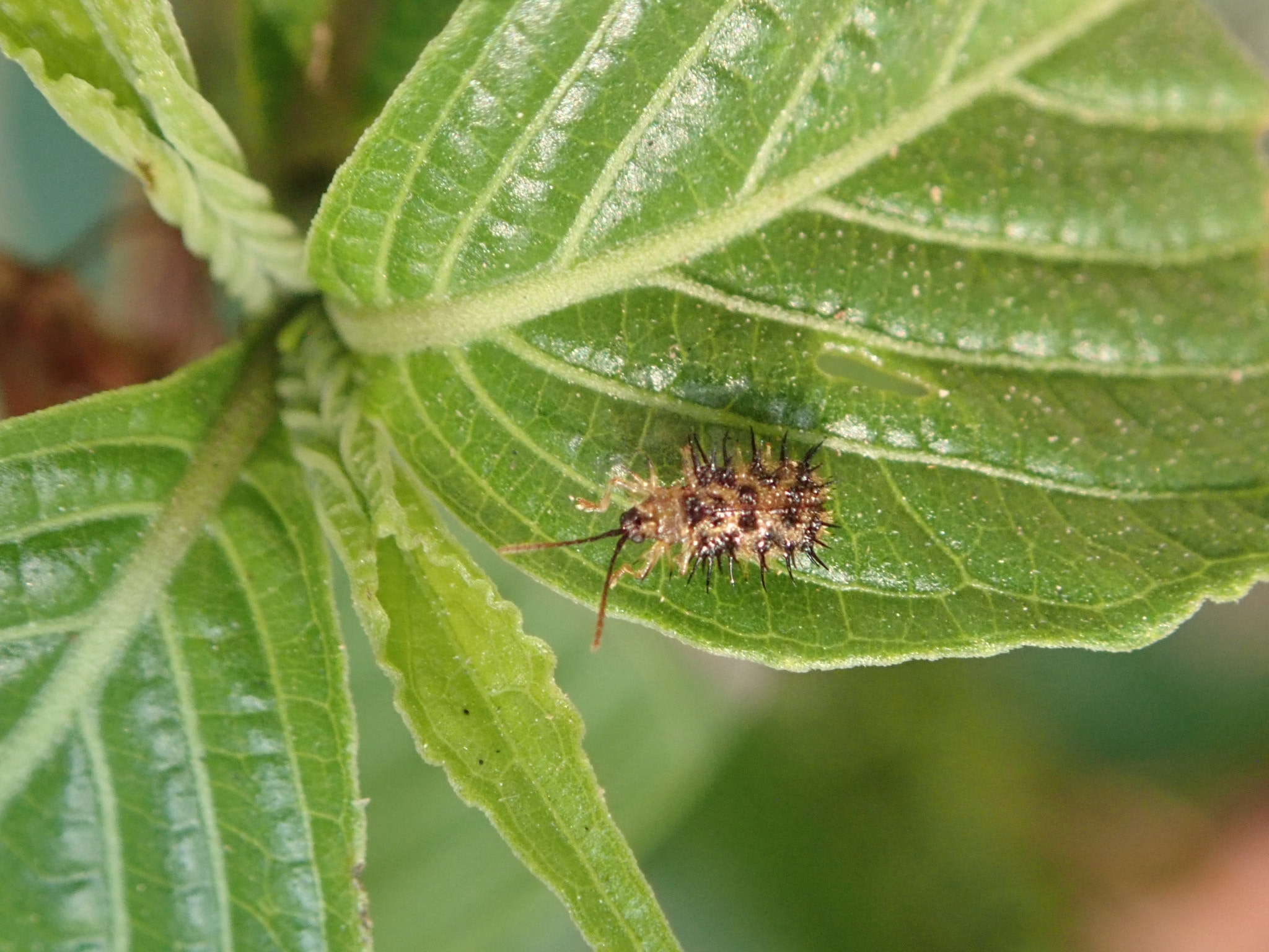 Dactylispa sauteri Uhmann, 1927