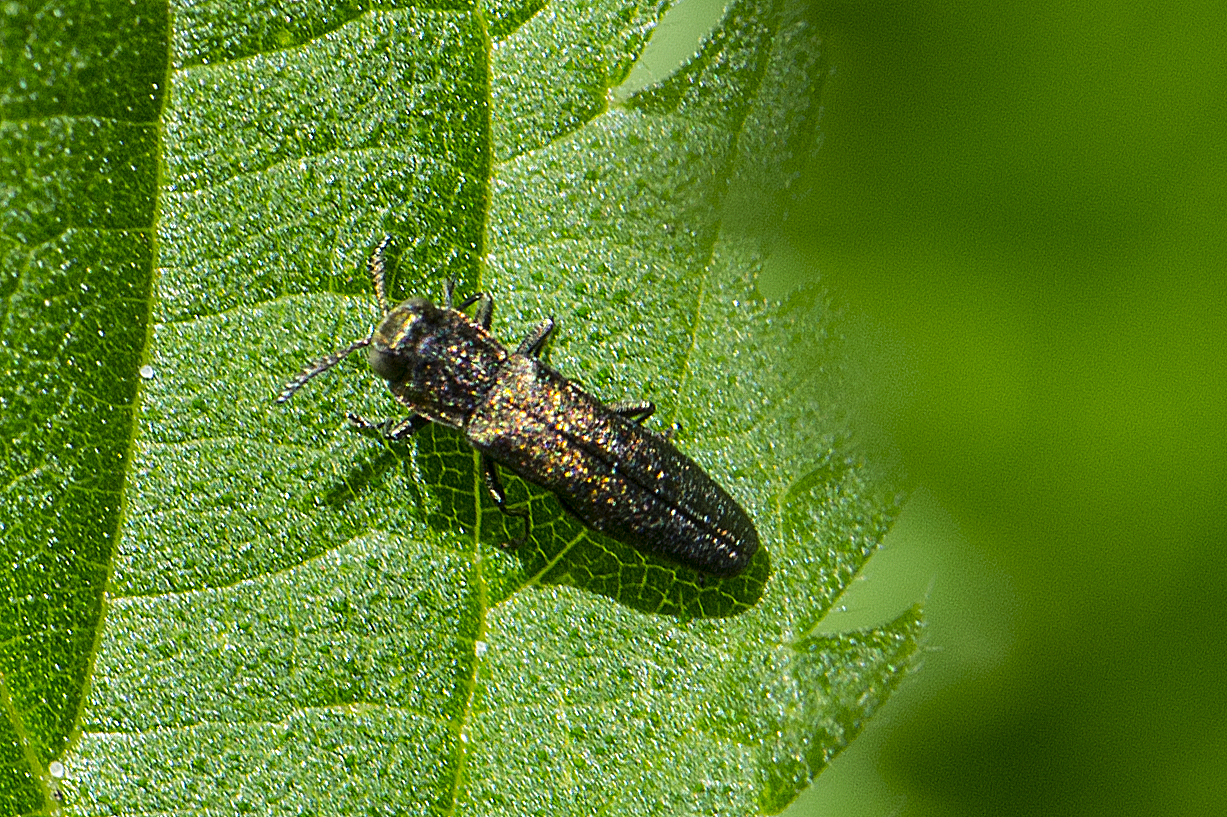 Agrilus laticornis (Illiger, 1803)