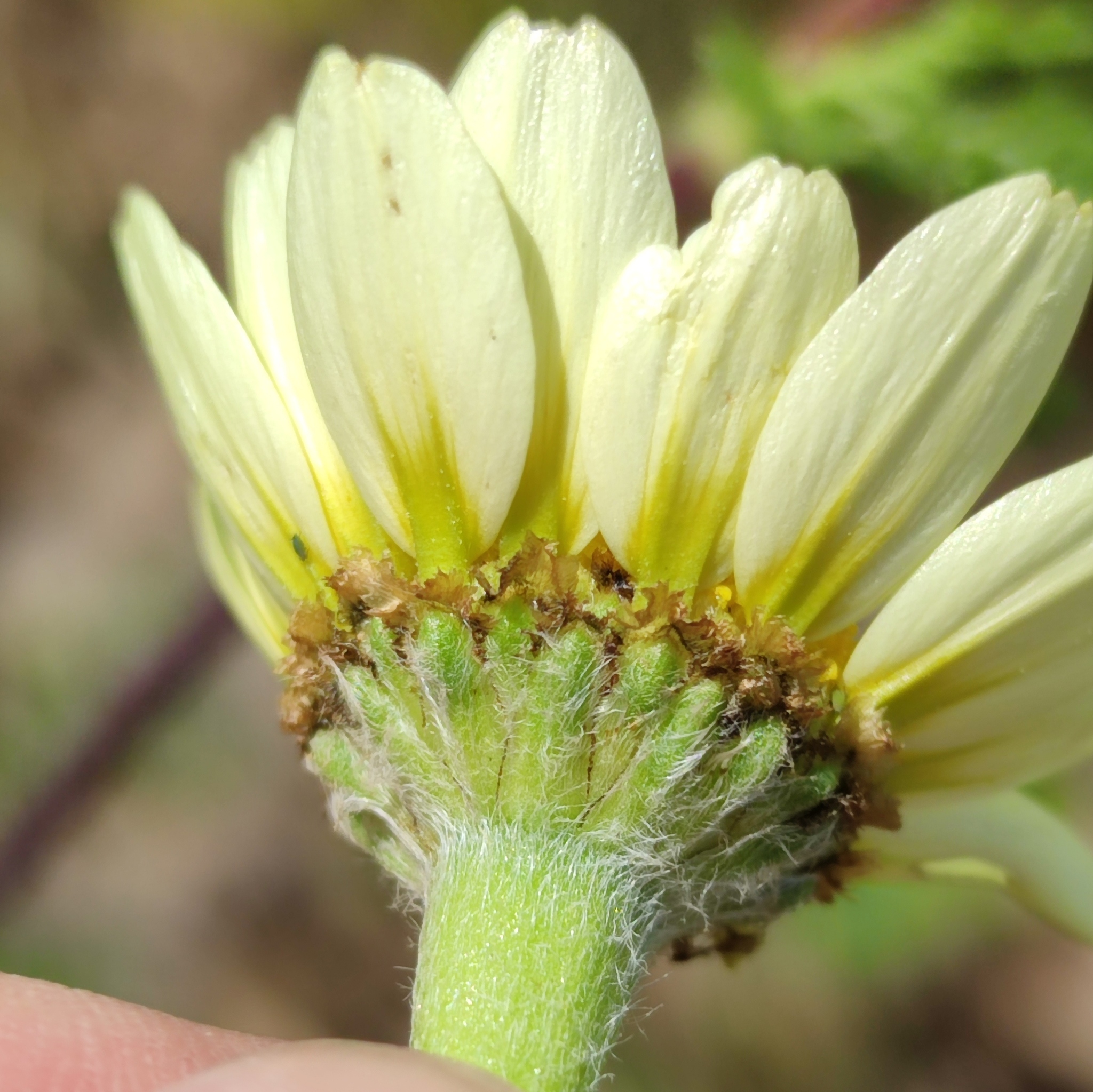 Anacyclus radiatus Loisel.
