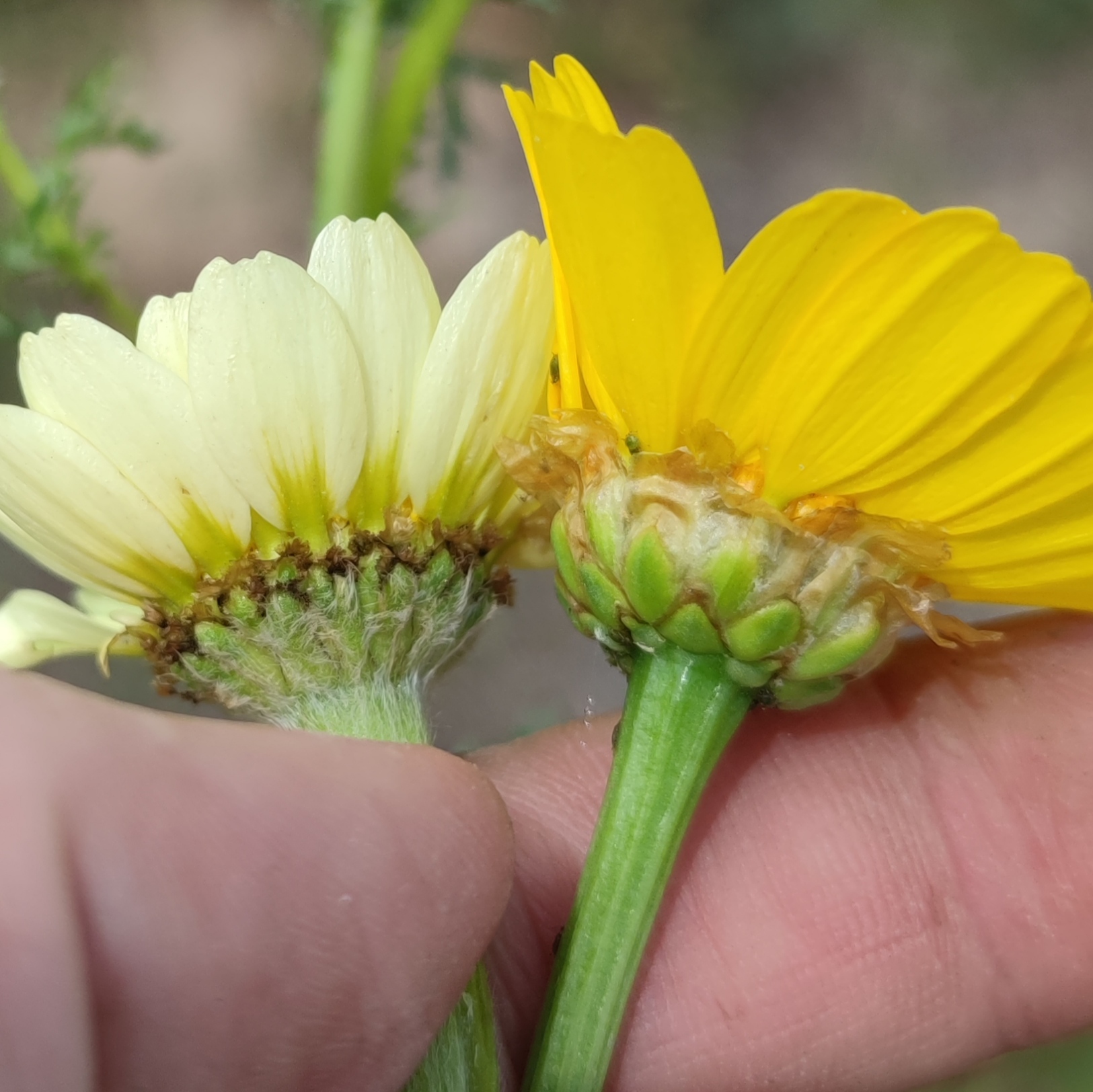 Anacyclus radiatus Loisel.