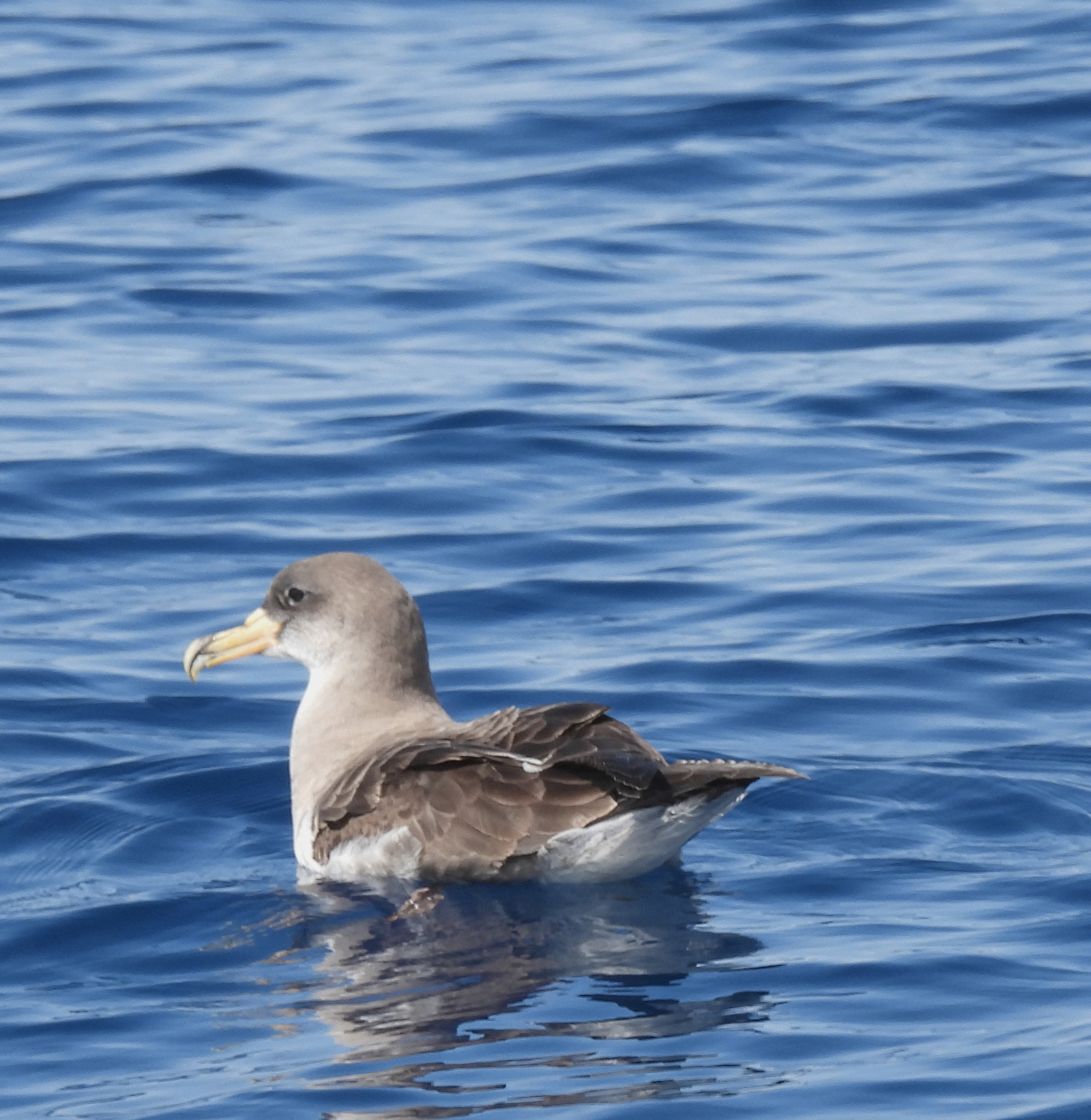 Calonectris diomedea (Scopoli, 1769)