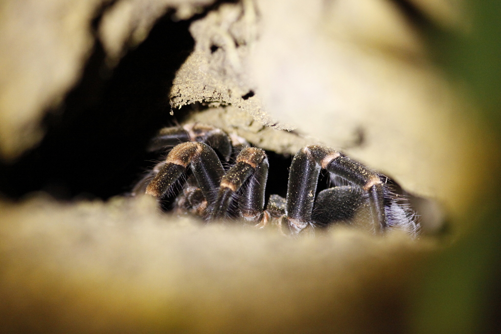 Costa Rican Redleg Tarantula from Puntarenas Province, Monteverde ...