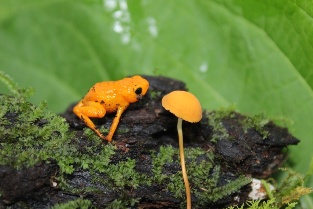 Pearly Pumpkin Flea Toad from Petrópolis on January 19, 2023 at 09:27 ...