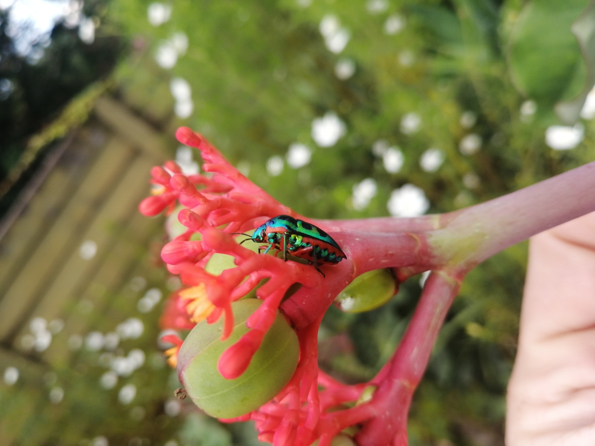 Calidea dregii (Germar) Germar