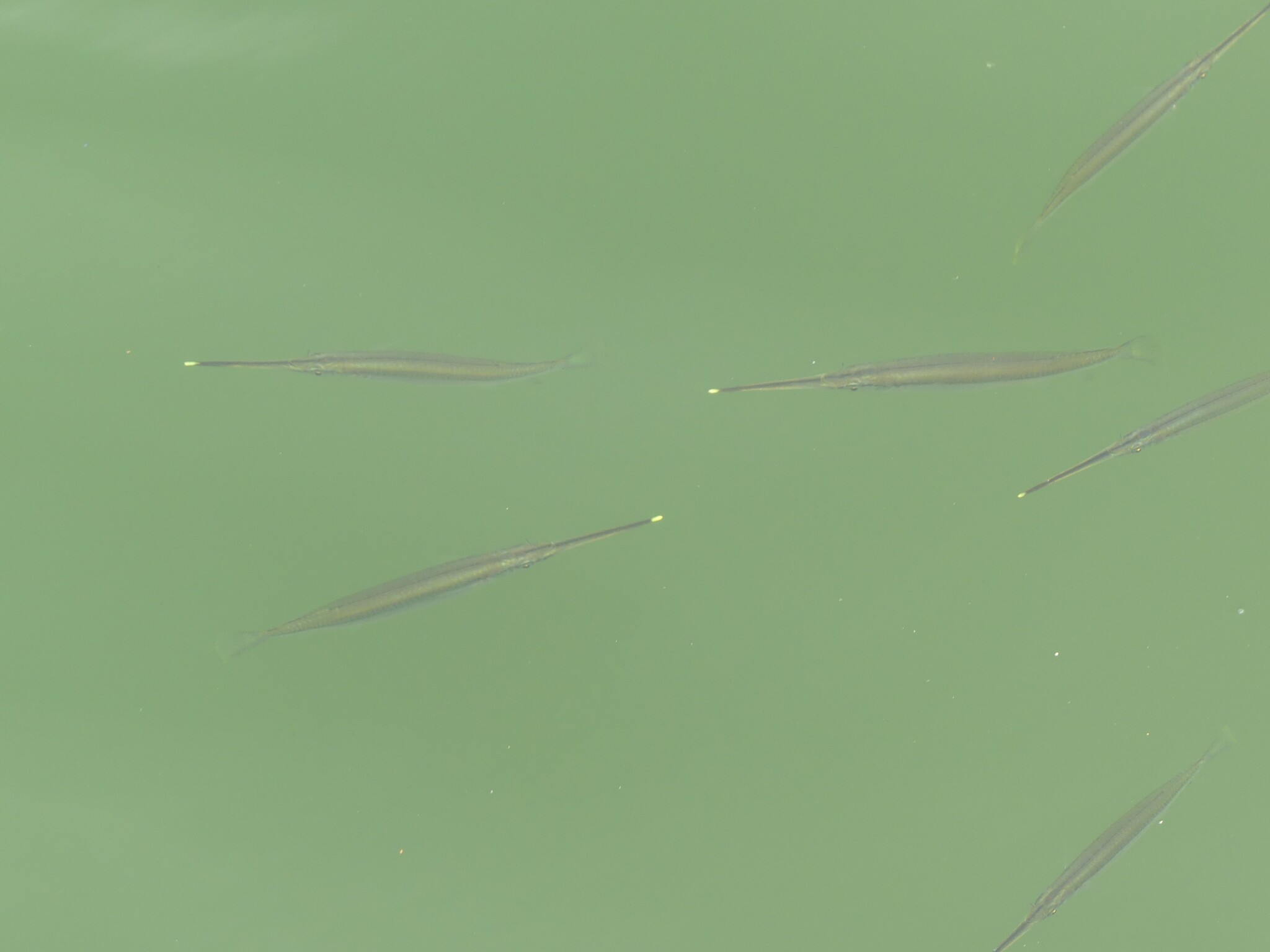 Zenarchopterus buffonis (Valenciennes, 1847)