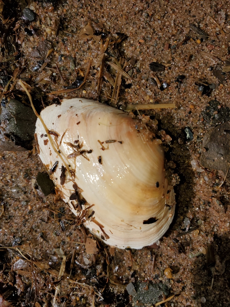 Soft-shelled Clam from Newport, NS B0N 2A0, Canada on February 19, 2023 ...