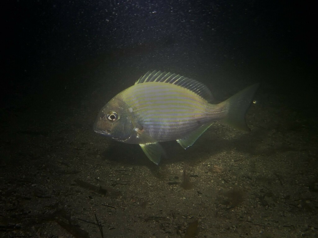Tarwhine from Hillarys North Wall, WA, Australia on March 17, 2023 at ...