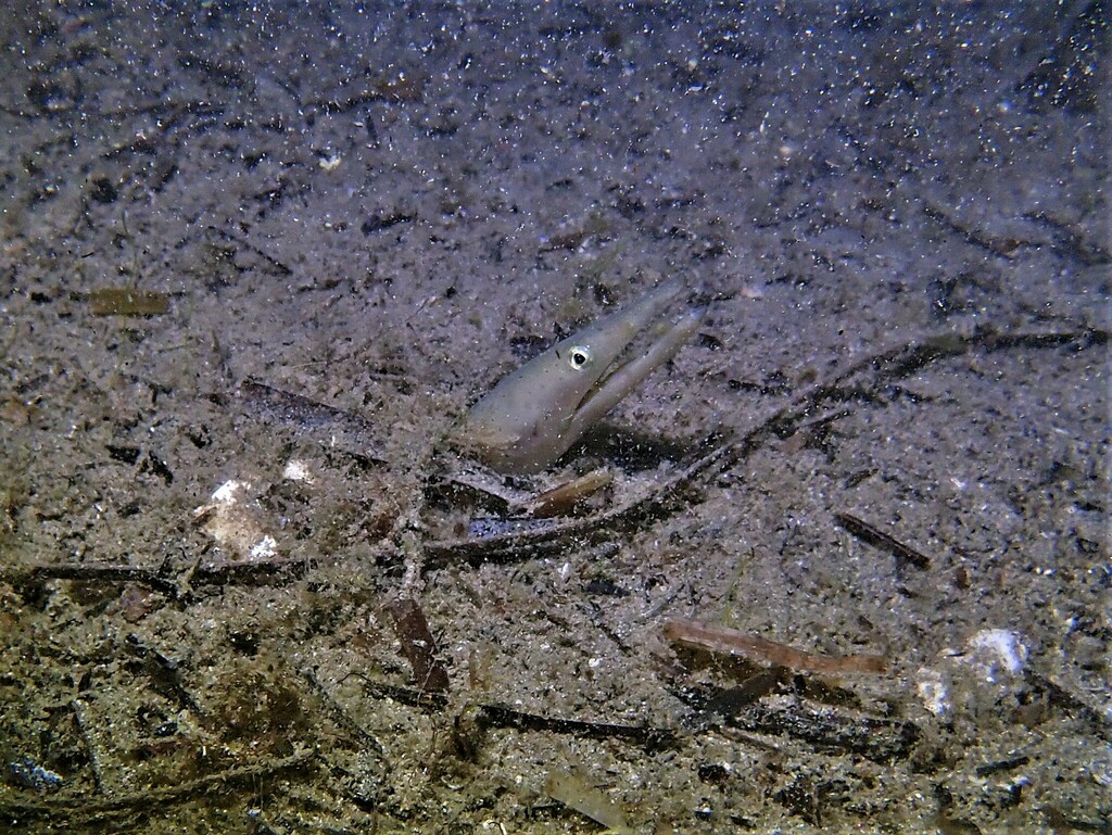 Giant Snake Eel from Hillarys North Wall, WA, Australia on March 17 ...