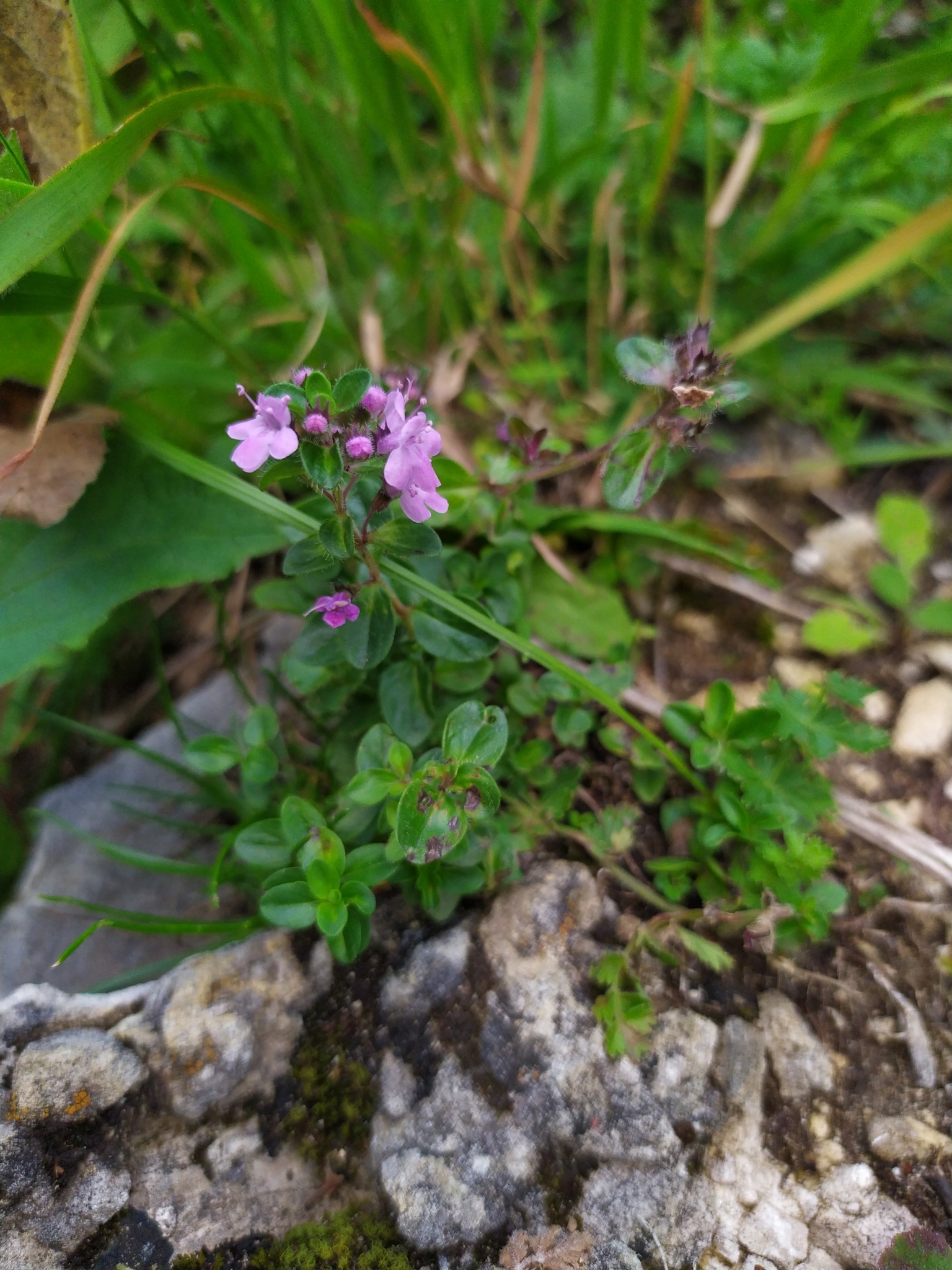 Thymus nummularius M.Bieb.