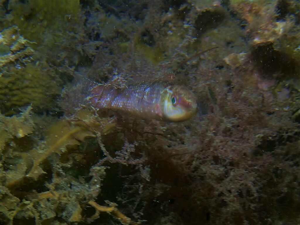 Blue Weed-whiting from Hillarys North Wall, WA, Australia on March 17 ...