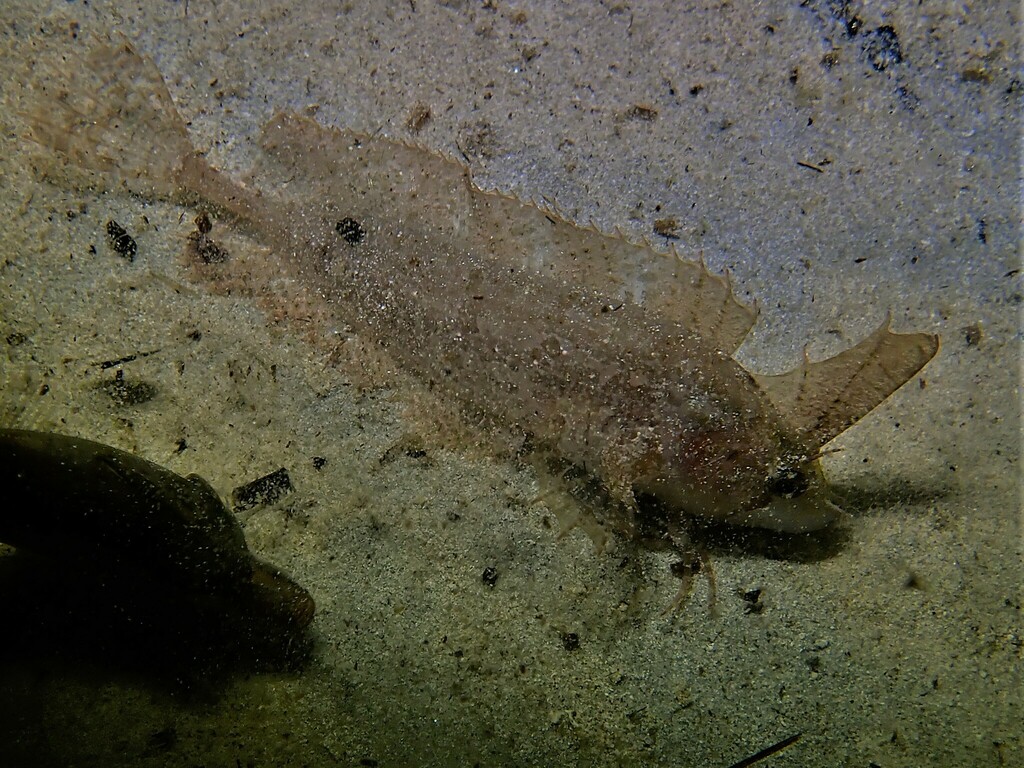 Southern Crested Weedfish from Hillarys North Wall, WA, Australia on ...
