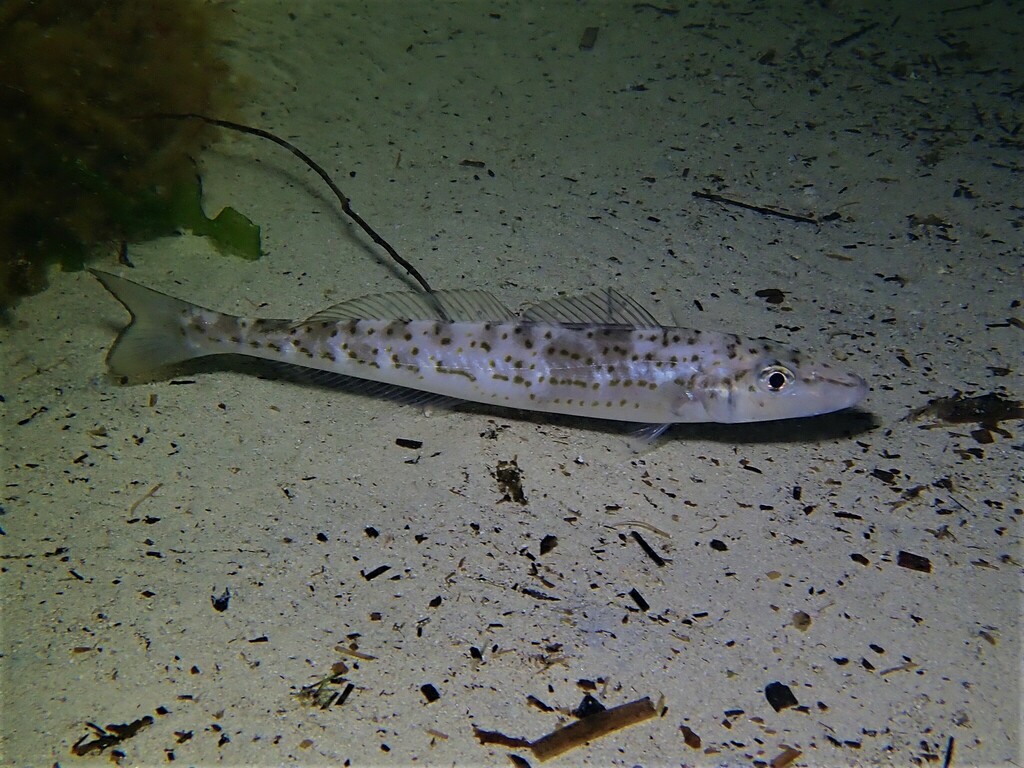 King George Whiting from Hillarys North Wall, WA, Australia on March 17 ...