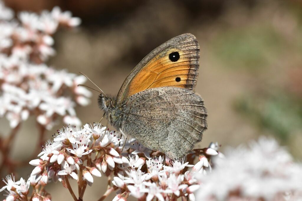 Dusky Meadow Brown from Ardez, Sur En on July 20, 2020 at 09:48 AM by ...