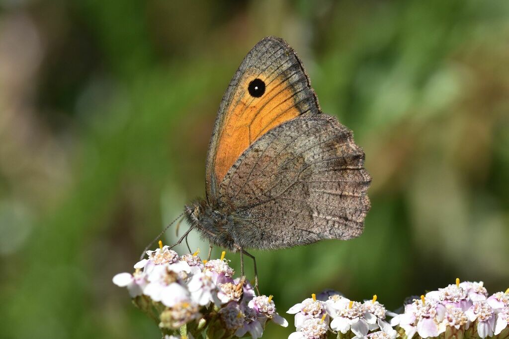 Dusky Meadow Brown from Ardez, Sur En on July 20, 2020 at 03:57 PM by ...