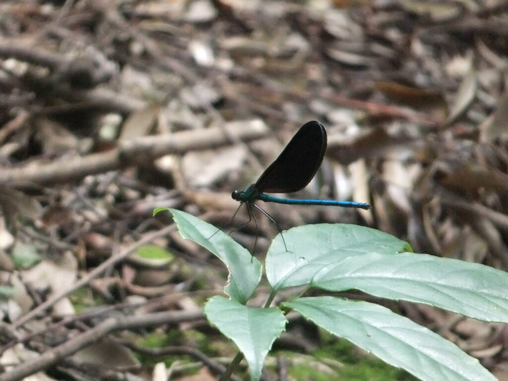 Matrona japonica in August 2011 by hakkahamushi · iNaturalist