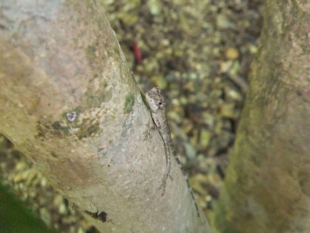 Diploderma polygonatum polygonatum in August 2011 by hakkahamushi ...