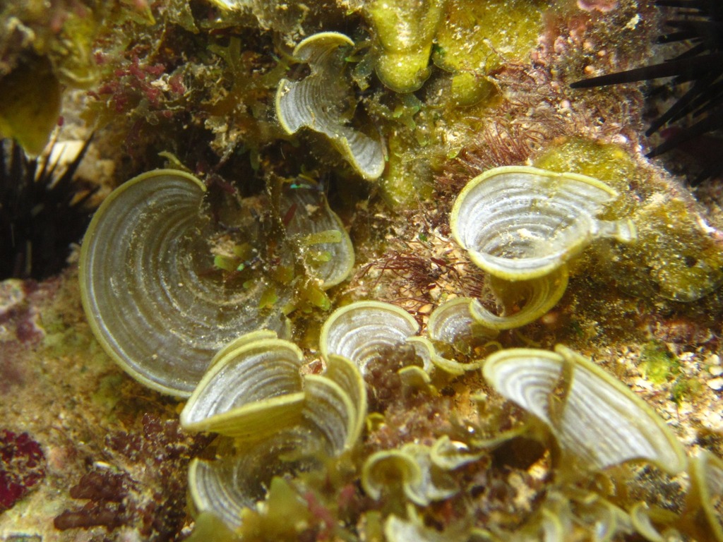White Scroll Alga from Half Moon Bay, West End, Honduras on August 31 ...