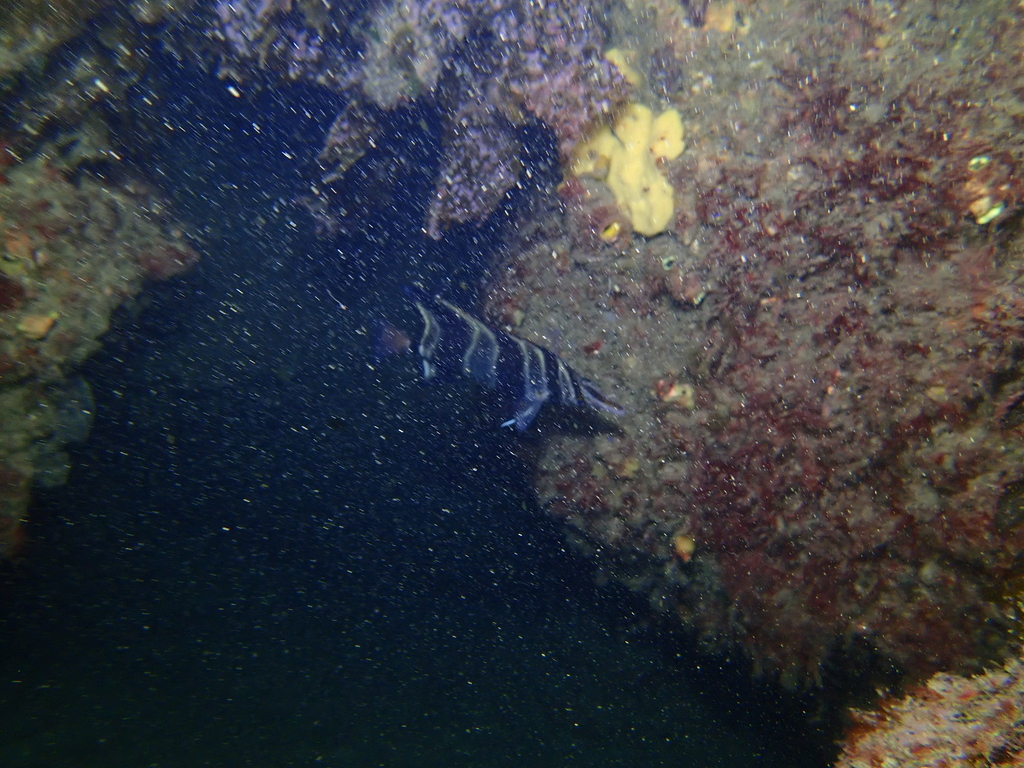 Western Talma from Hillarys North Wall, WA, Australia on March 17, 2023 ...