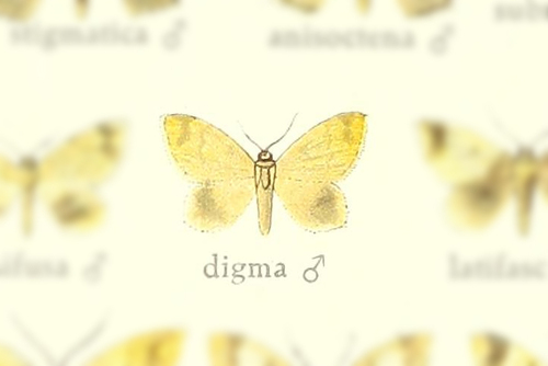 Hydata digma · iNaturalist