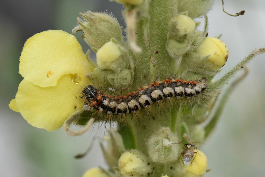 Sweet Gale Moth from Scuol, Schweiz on July 21, 2020 at 12:55 PM by ...