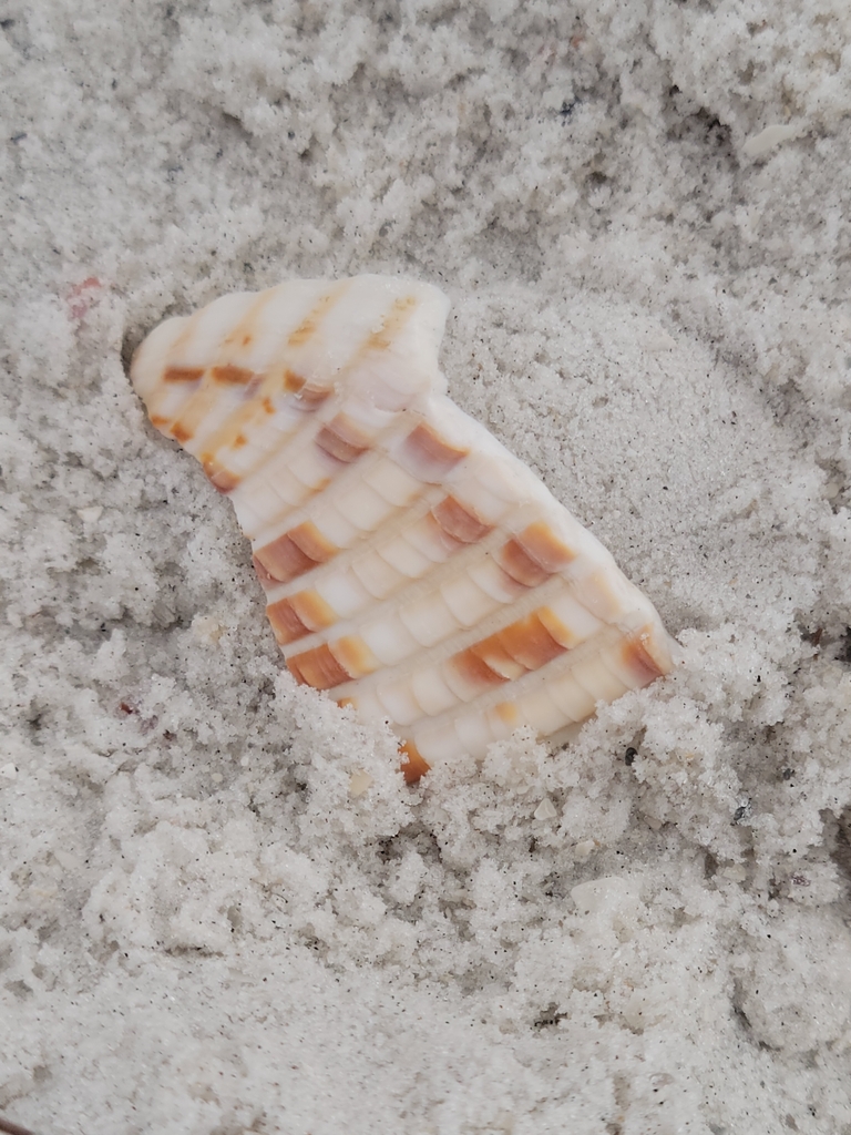 Giant Atlantic Cockle from Collier County, FL, USA on March 14, 2023 at ...