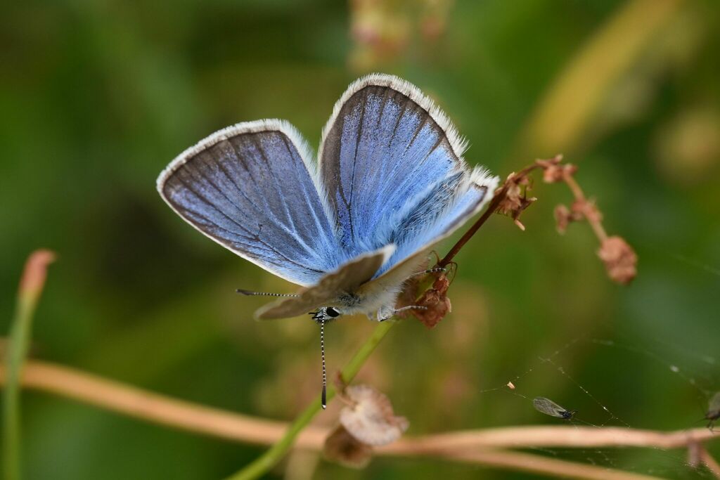 Damon Blue from Ardez, Sur En on July 21, 2020 at 03:36 PM by Markus ...