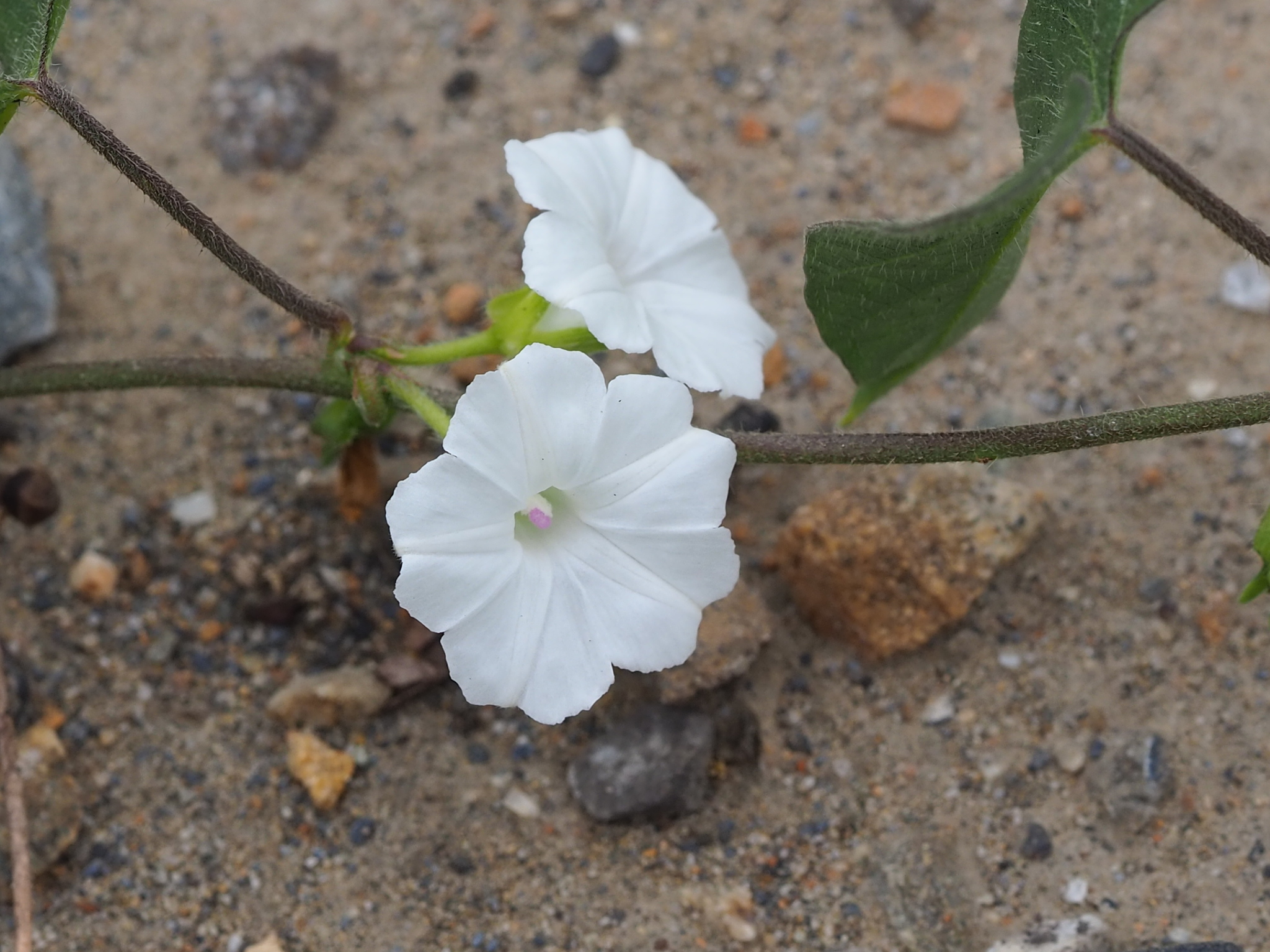 Ipomoea biflora (L.) Pers.
