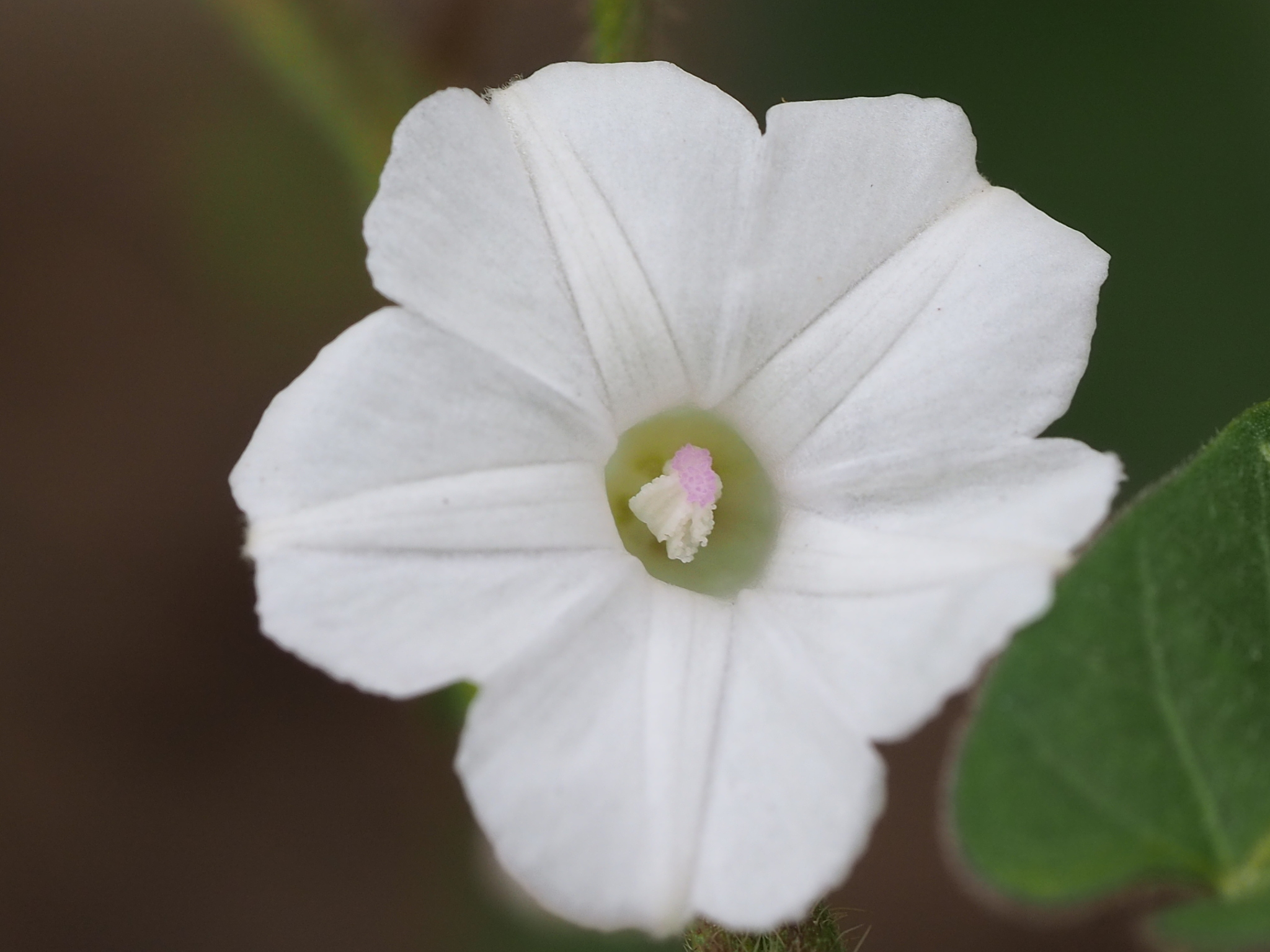 Ipomoea biflora (L.) Pers.