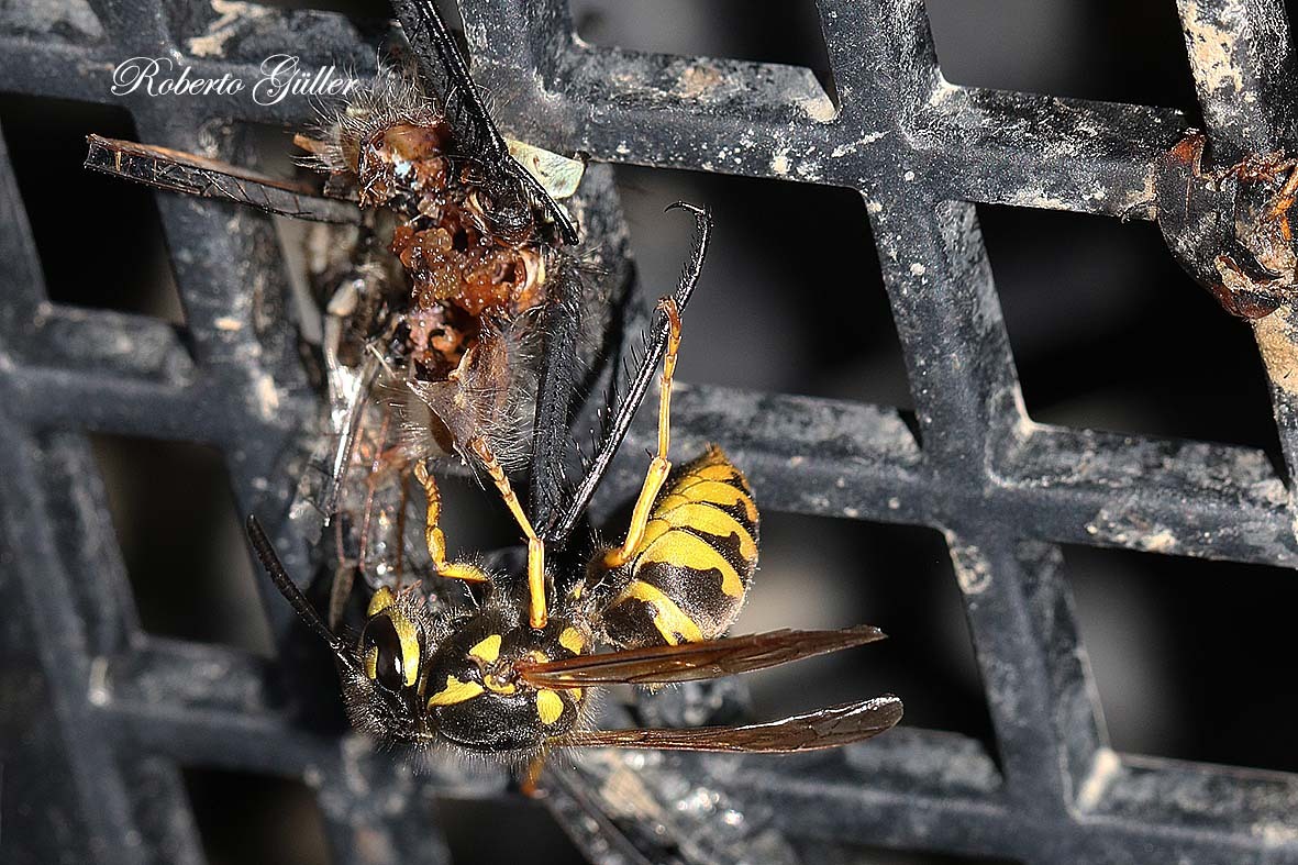 Vespula vulgaris (Linnaeus, 1758)