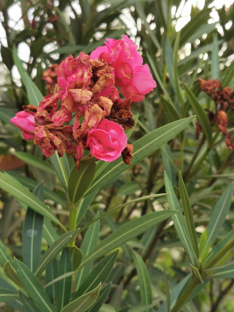 oleander from 9HWF+JXH, St Joseph, Dominica on January 10, 2023 at 07: ...