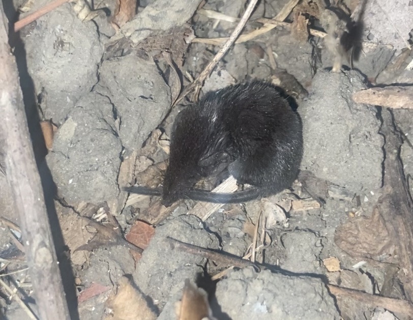 Andaman Spiny Shrew in March 2023 by arnoldashu · iNaturalist