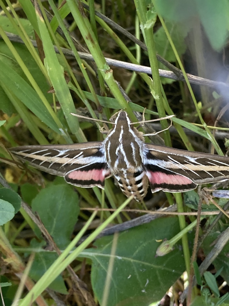White-lined Sphinx from E Santiago Canyon Rd, Orange, CA, US on March ...
