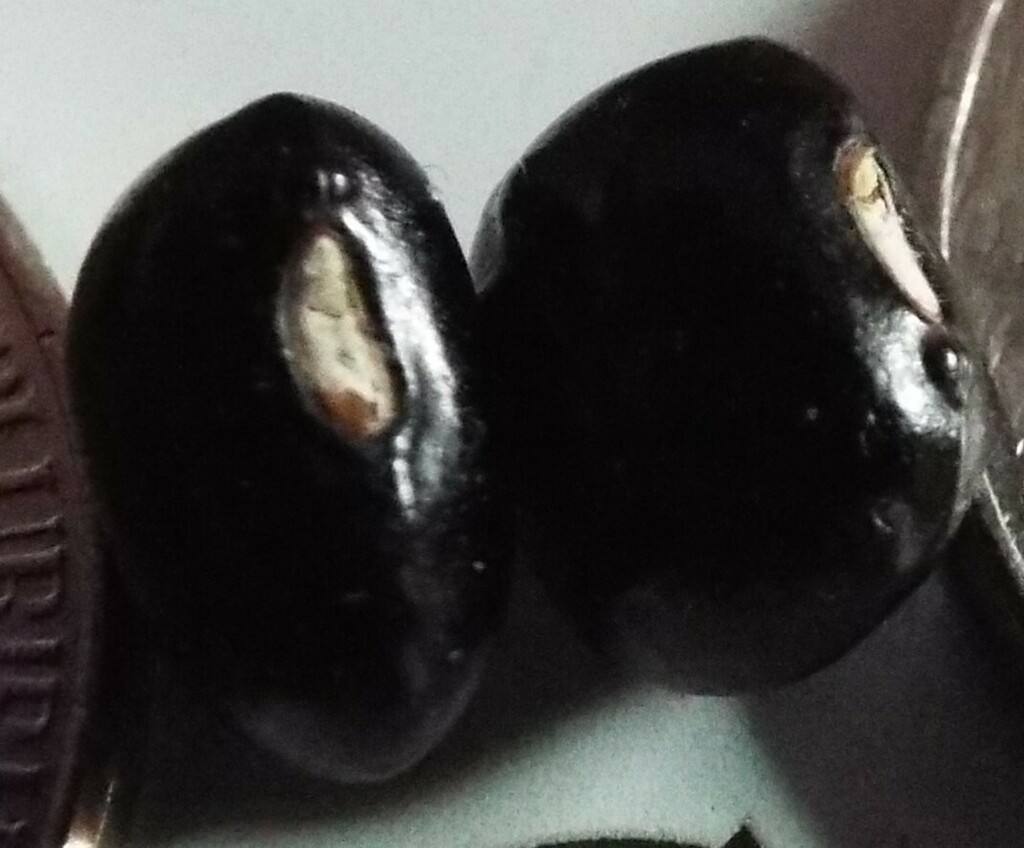 perennial wooly bean from Pope County, IL, USA on March 19, 2023 at 10: ...