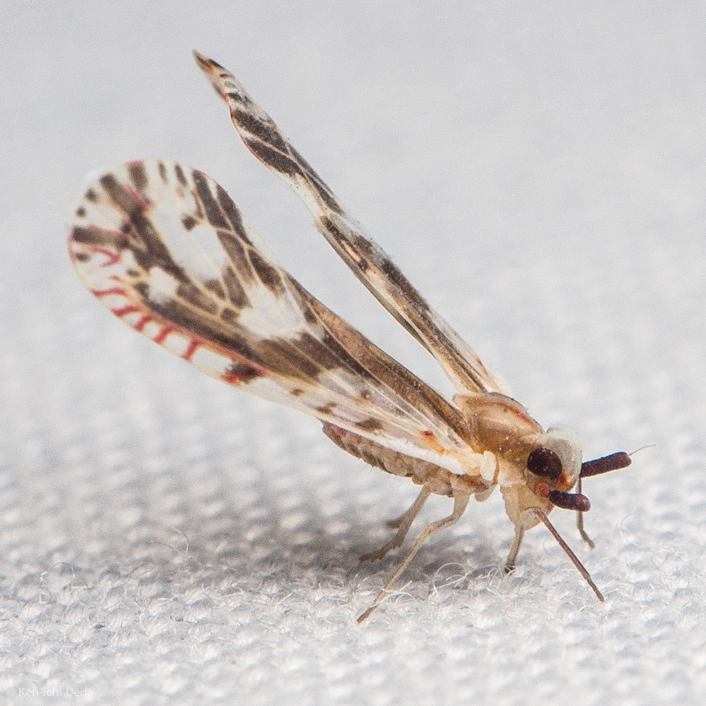 Anotia fitchi in November 2015 by Ken-ichi Ueda · iNaturalist