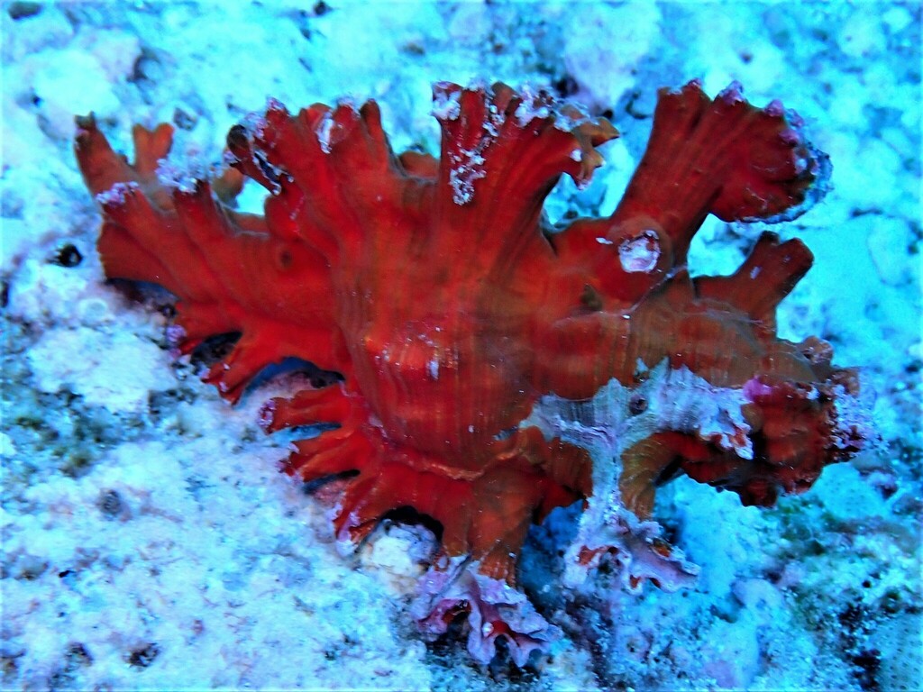 Chicoreus palmarosae on March 19, 2023 at 11:01 AM by Juan José Areso ...