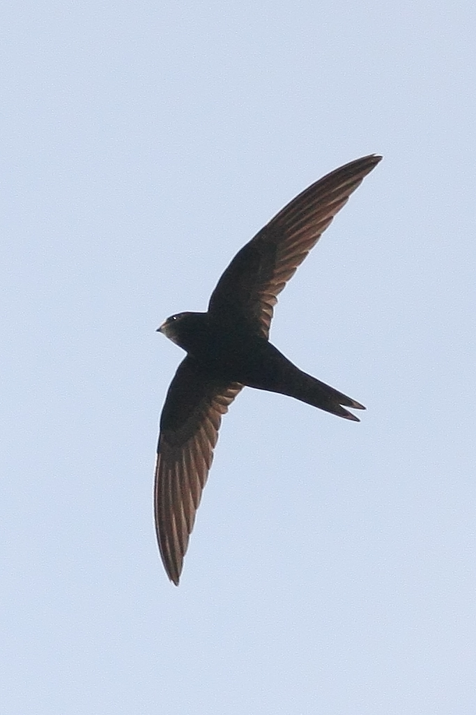 Typical Swifts (Apus) - Avian Discovery