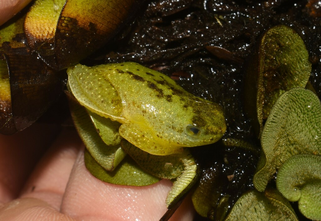 Rio Hatchet-faced Tree Frog from Lagoa Encantada, Vale Encantado, Vila ...