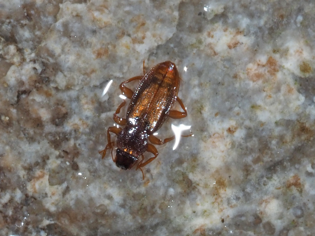 Hydraena from Thierseer Ache-Schmiedtal, Thiersee, Kufstein, Tirol ...