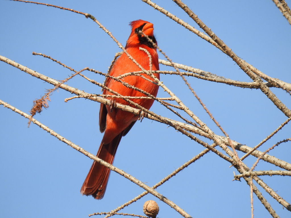 Northern Cardinal from Lewisville, TX, USA on March 19, 2023 at 07:59 ...