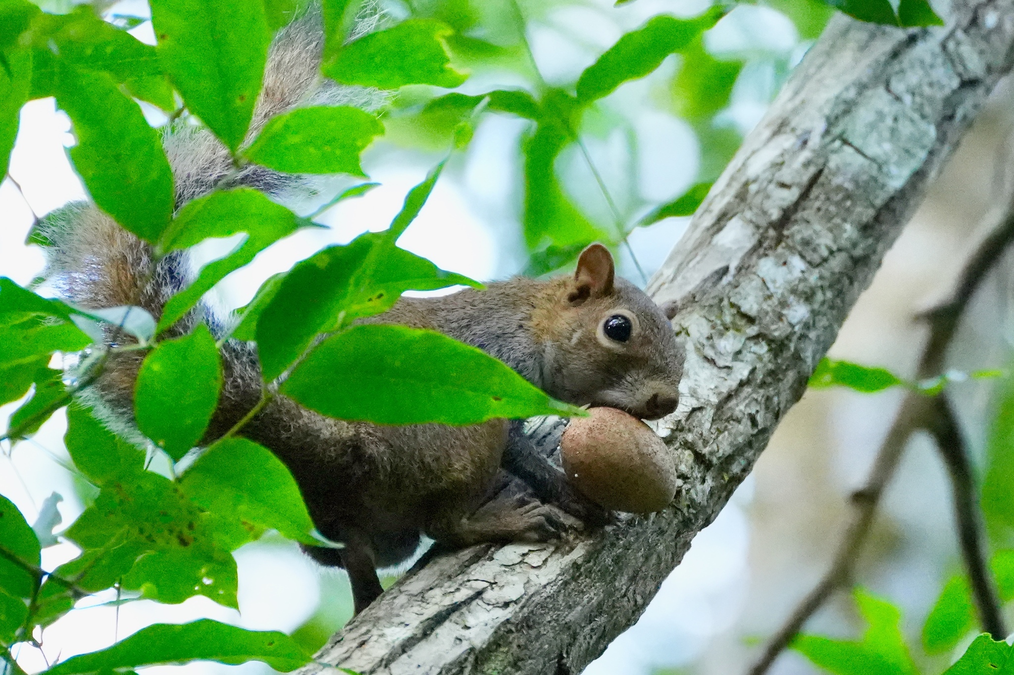 Sciurus deppei Peters, 1863