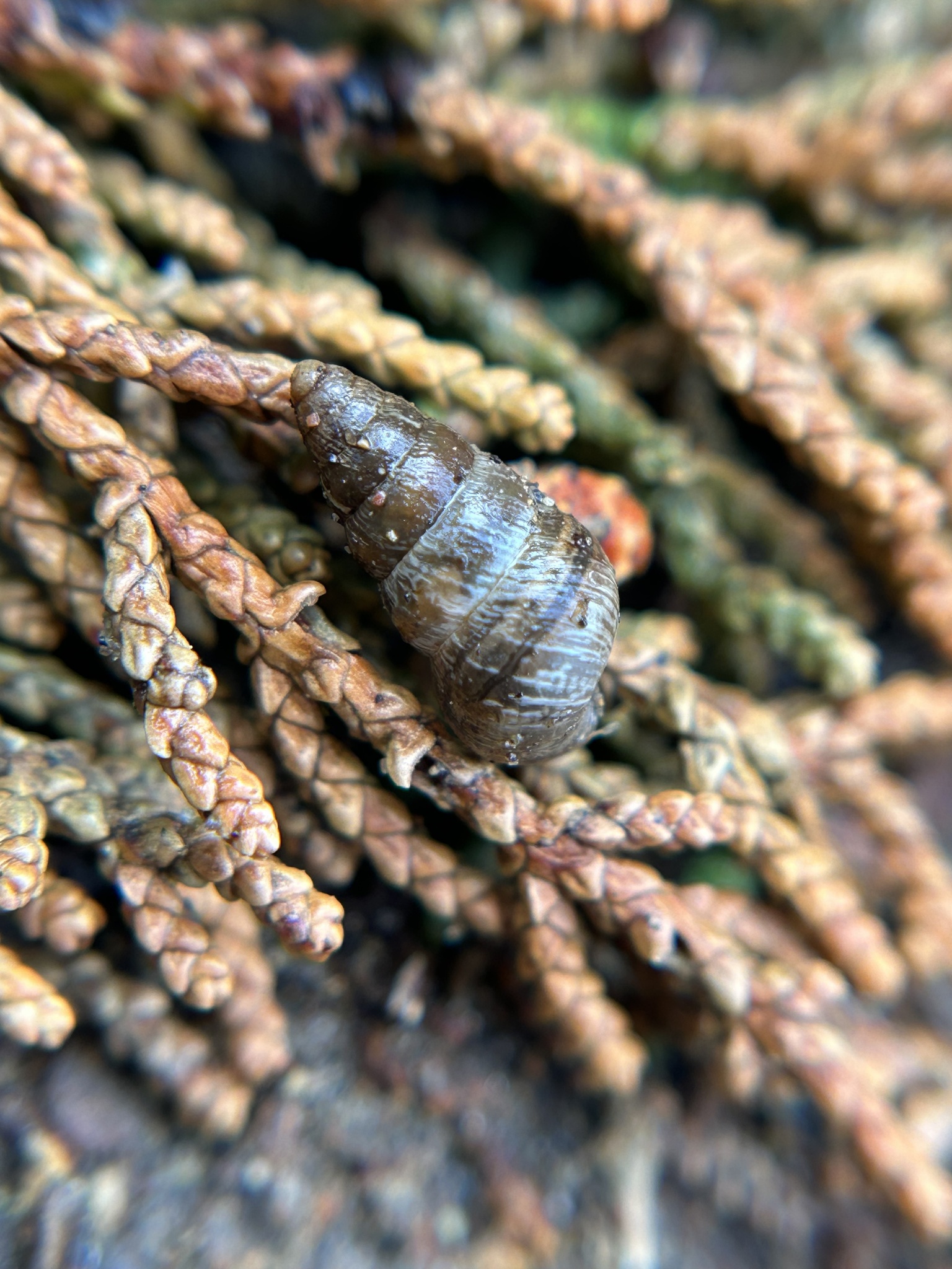 Cochlicella barbara (Linnaeus, 1758)