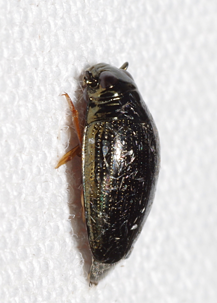 Brass Whirligig Beetle from Francin, 73800 Porte-de-Savoie, France on ...