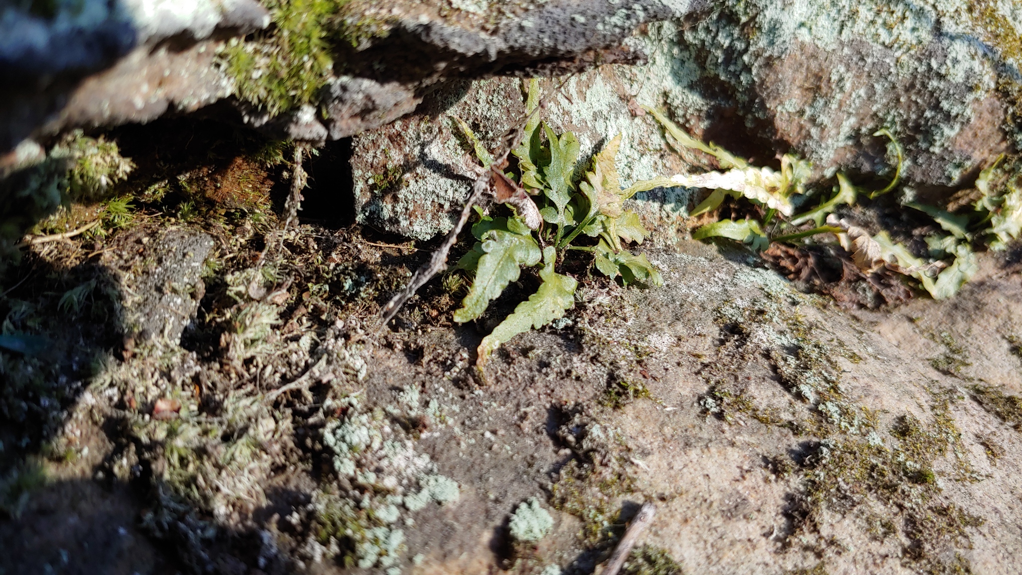 Asplenium pinnatifidum Nutt.