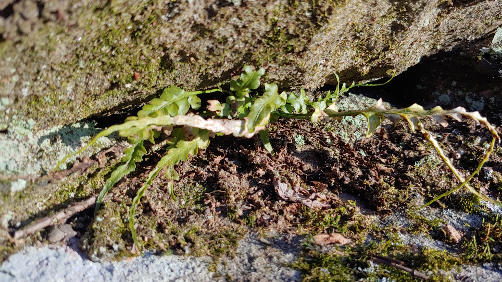 Asplenium pinnatifidum Nutt.