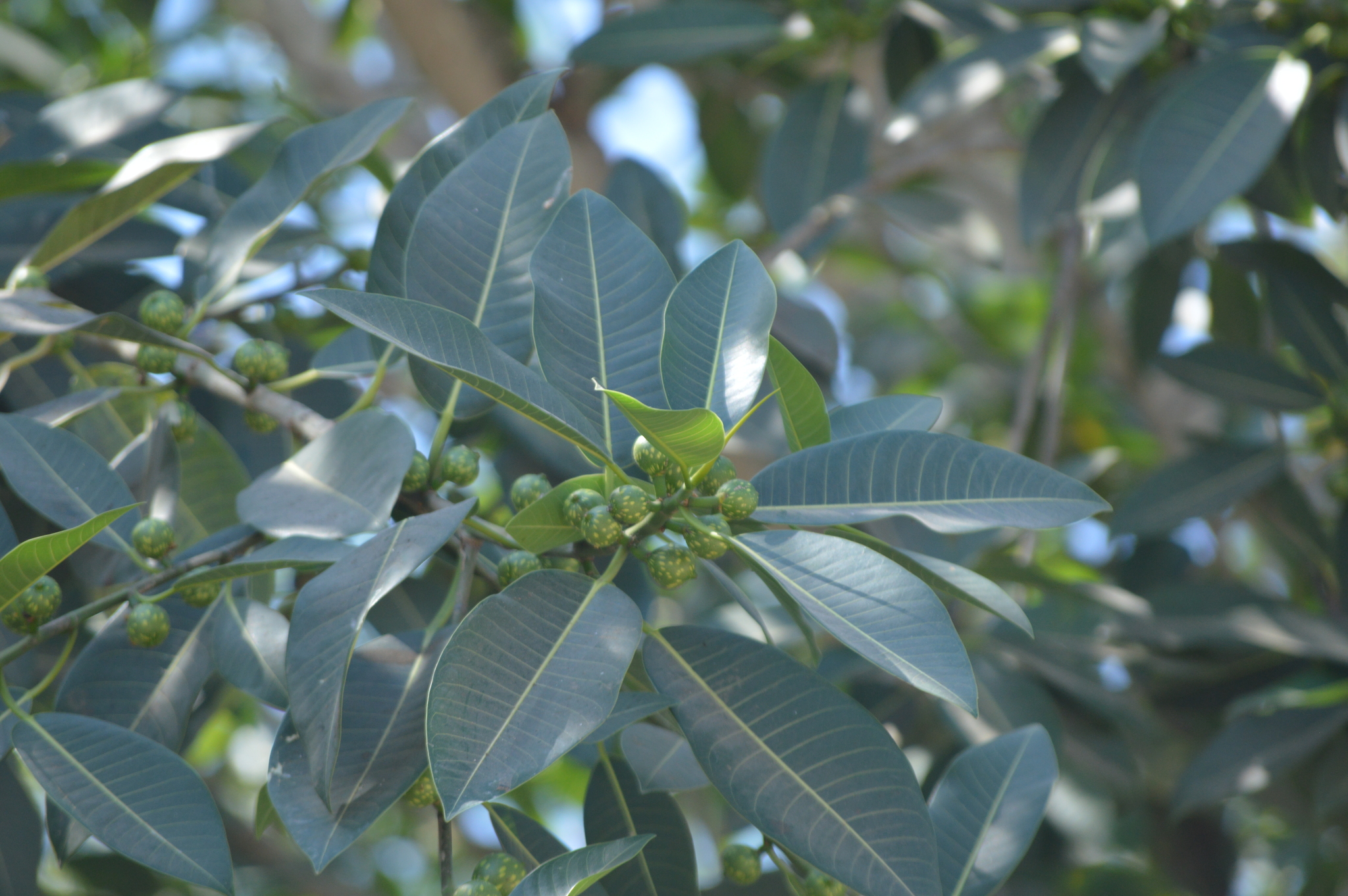 Ficus insipida Willd.