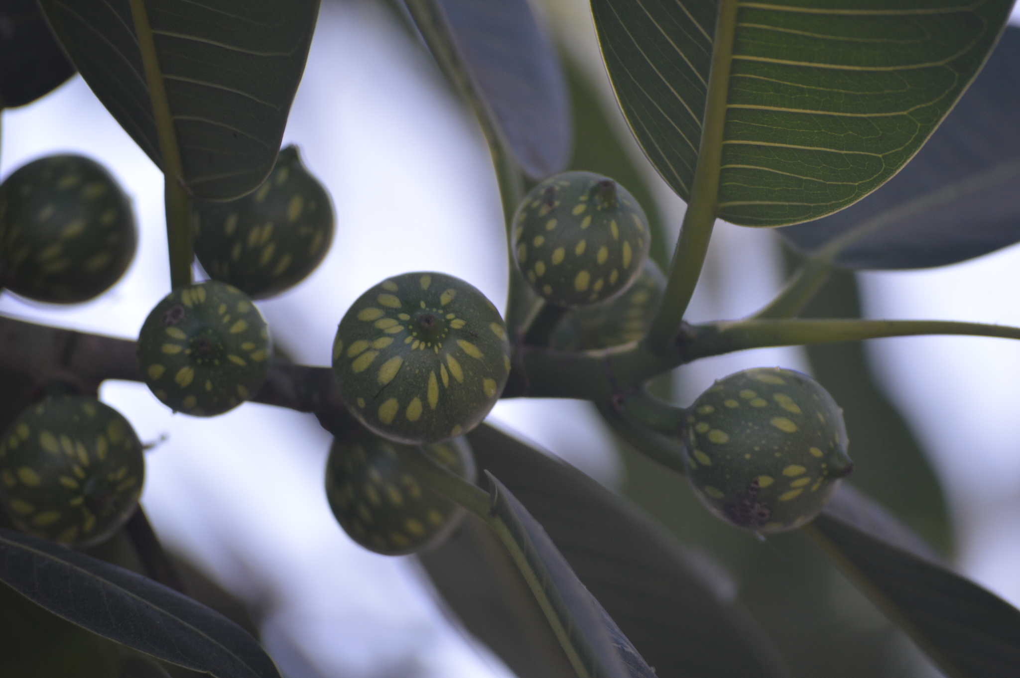 Ficus insipida Willd.