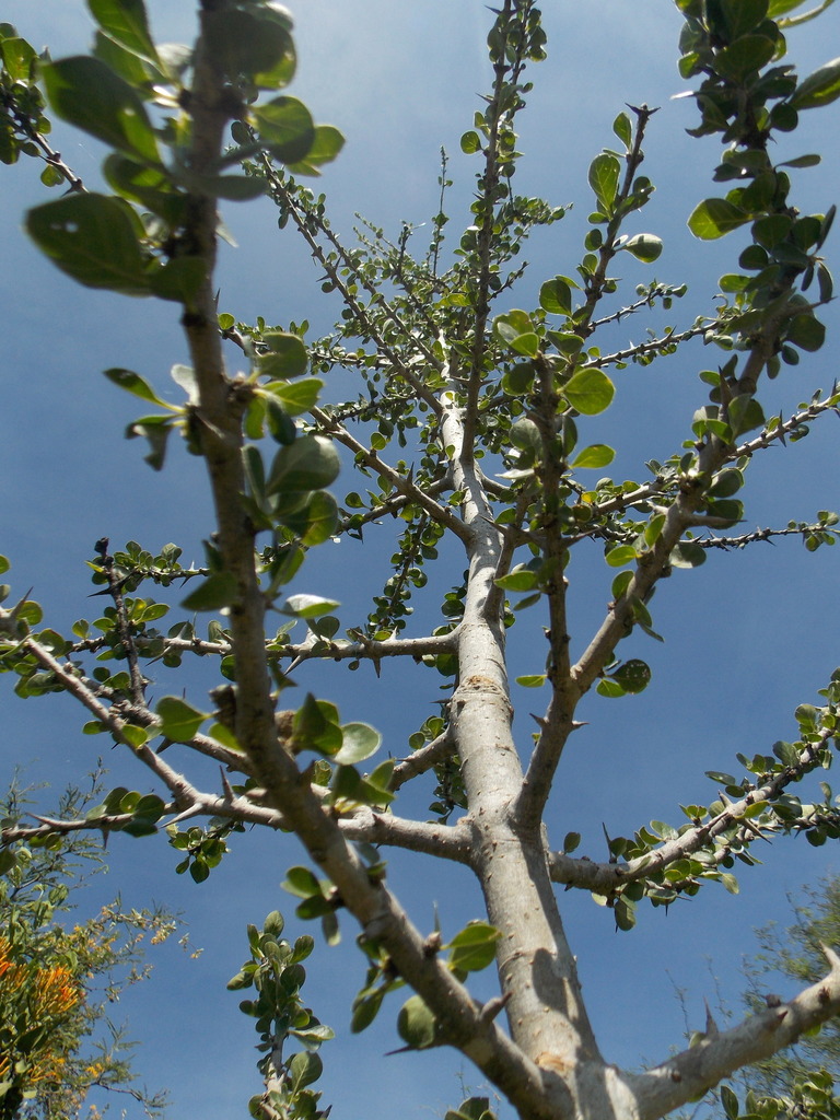 Randia thurberi from Purisima del Rincon on August 14, 2015 by Biól. Raúl H. · iNaturalist