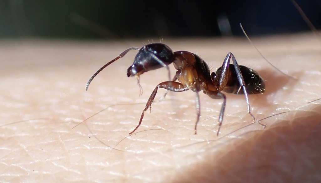 Nearctic Carpenter Ant from Hosford, FL, US on March 26, 2022 at 05:01 ...