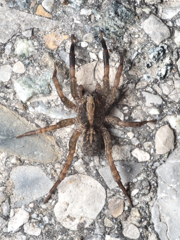 Trochosa from Galinastraße, Nenzing, Vorarlberg, AT on March 19, 2023 ...