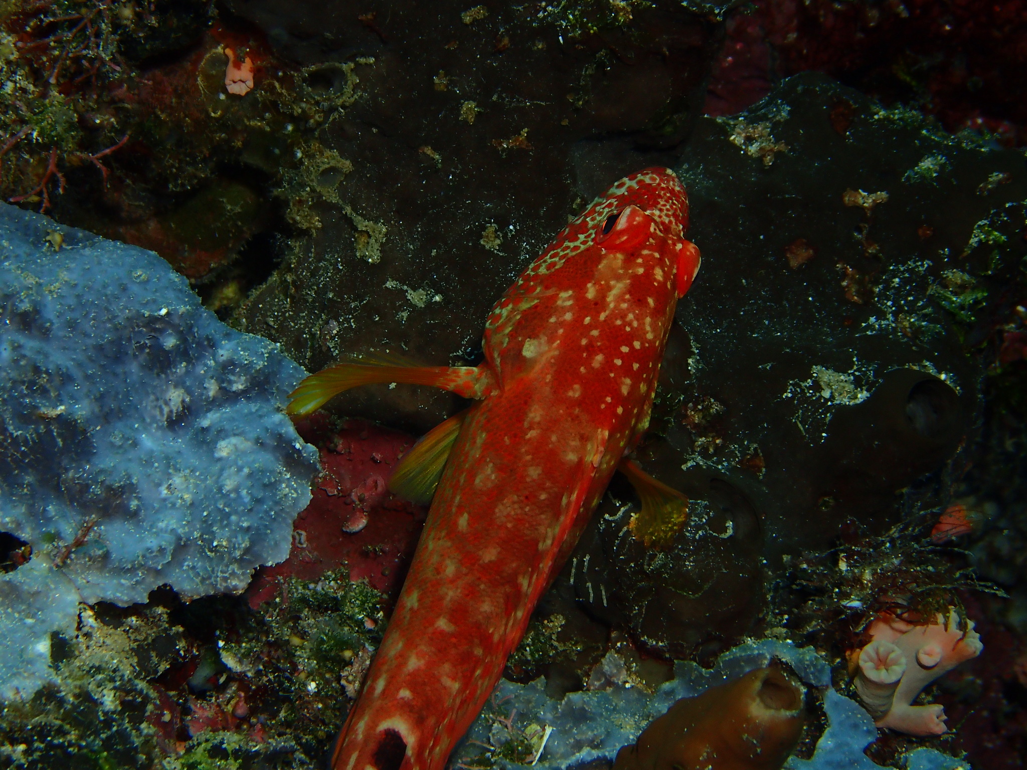 Cephalopholis leopardus (Lacepède, 1801)